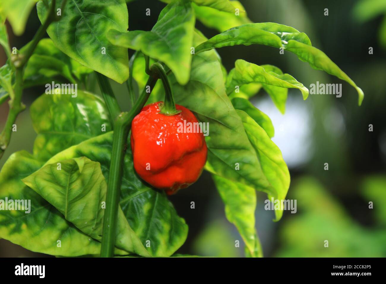 Chili vegetable food in the tree natural photo Stock Photo - Alamy