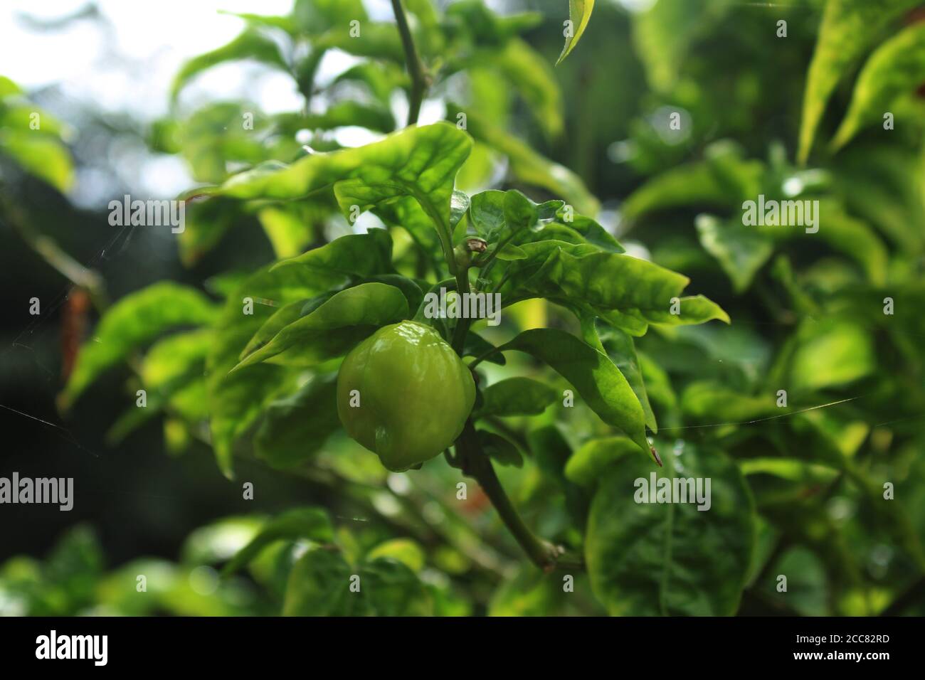 Chili vegetable food in the tree natural photo Stock Photo - Alamy