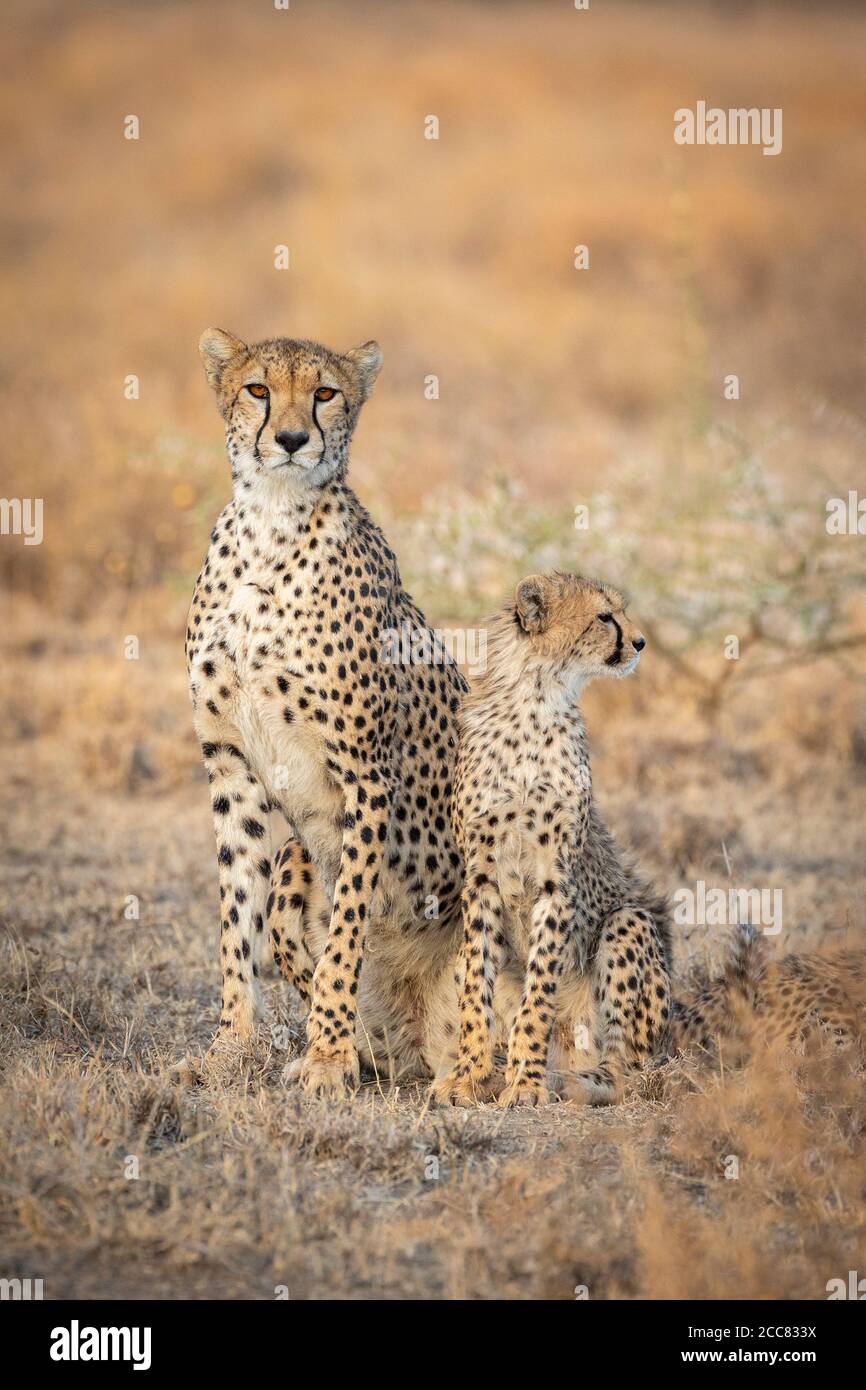 Adult Female Cheetah And Her Juvenile Cub In A Vertical Full Body Portrait With Orange Smooth