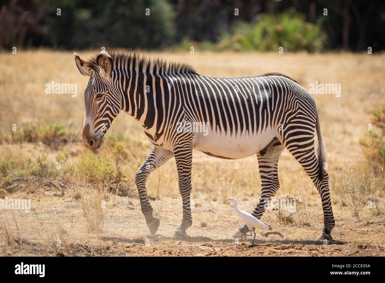Kenya african cattle zebra hi-res stock photography and images - Alamy