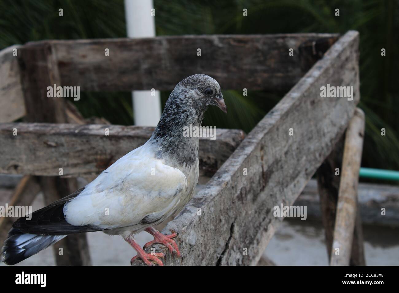 High flying pigeon bird on the hand closeup natural photograp[hy Stock ...