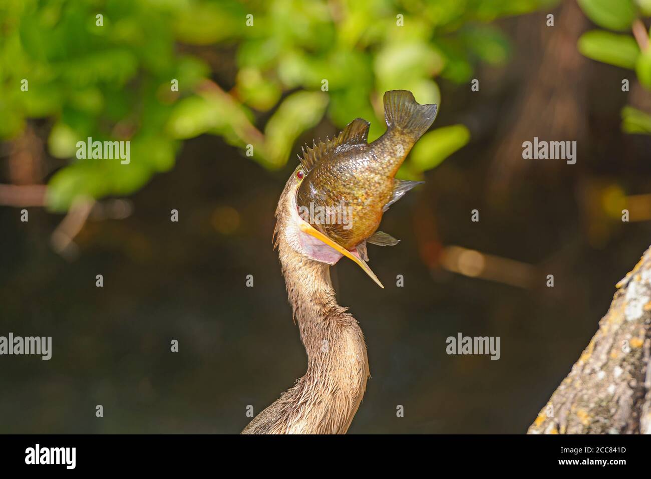 Anhinga Swallowing a Very Large Fish in Everglades National Park in ...