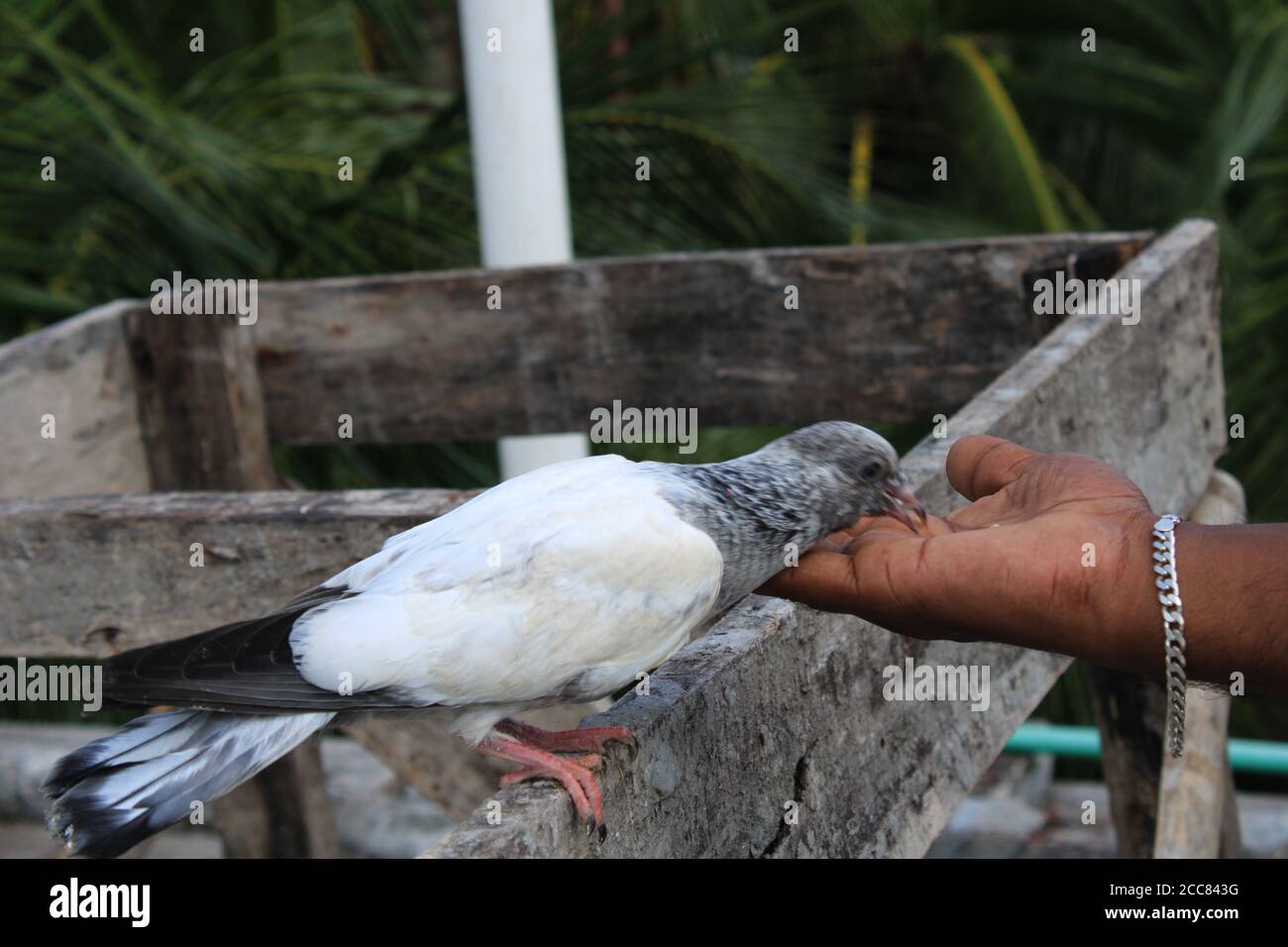 Flying pigeon bird hi-res stock photography and images - Alamy