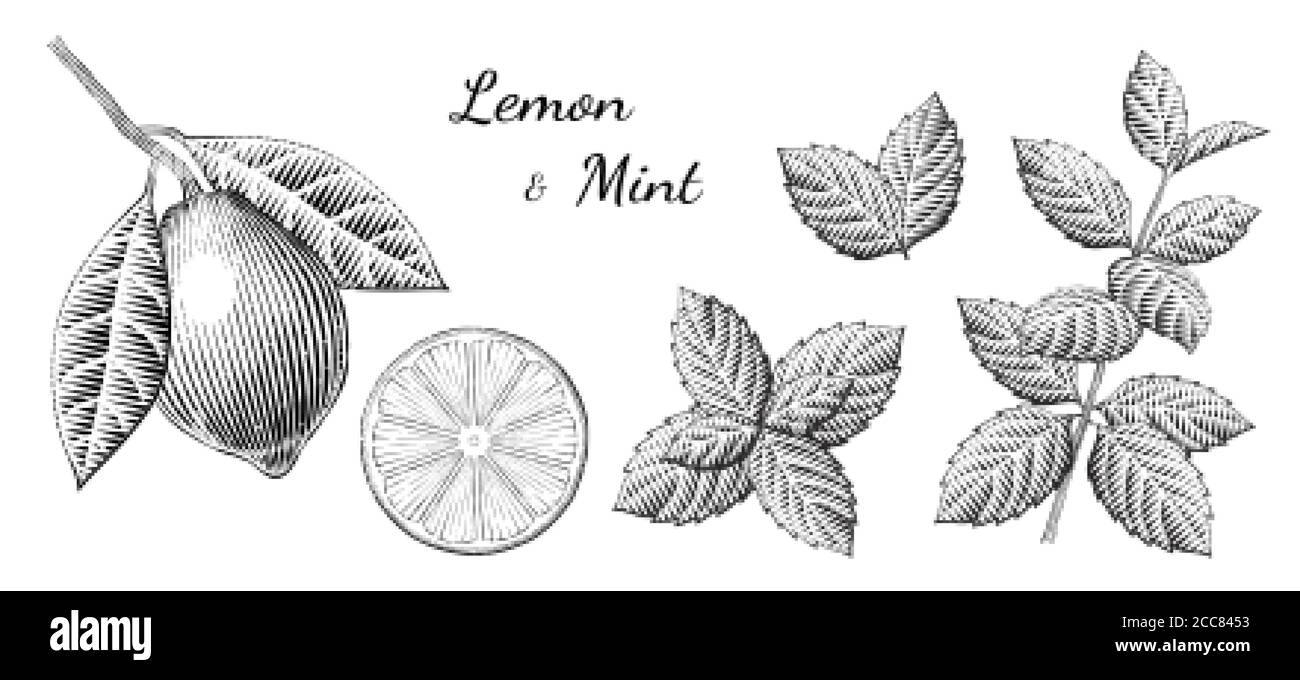 Mint woodcut Stock Vector Images - Alamy