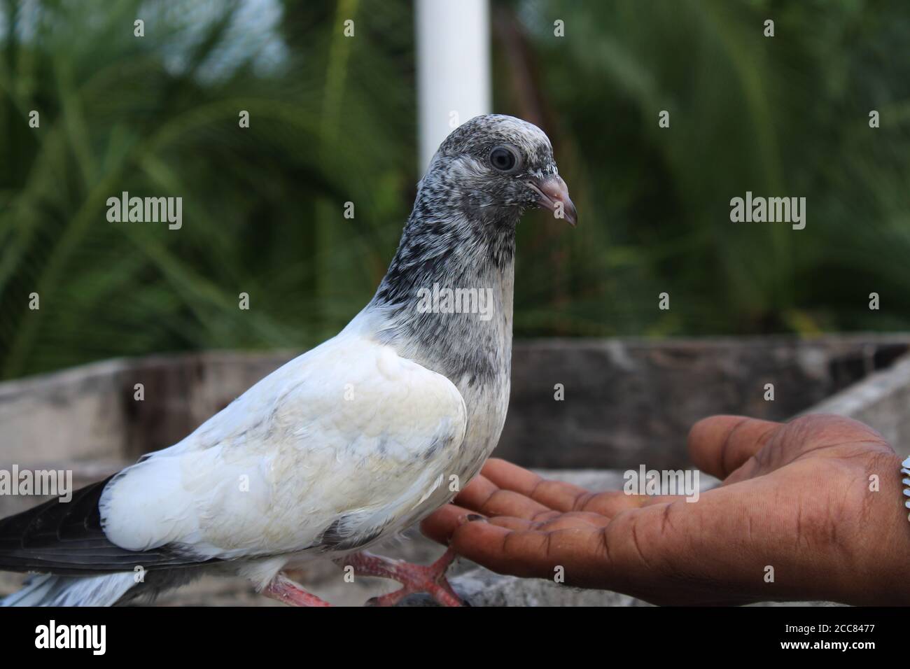 High flying pigeon bird on the hand closeup natural photograp[hy Stock ...