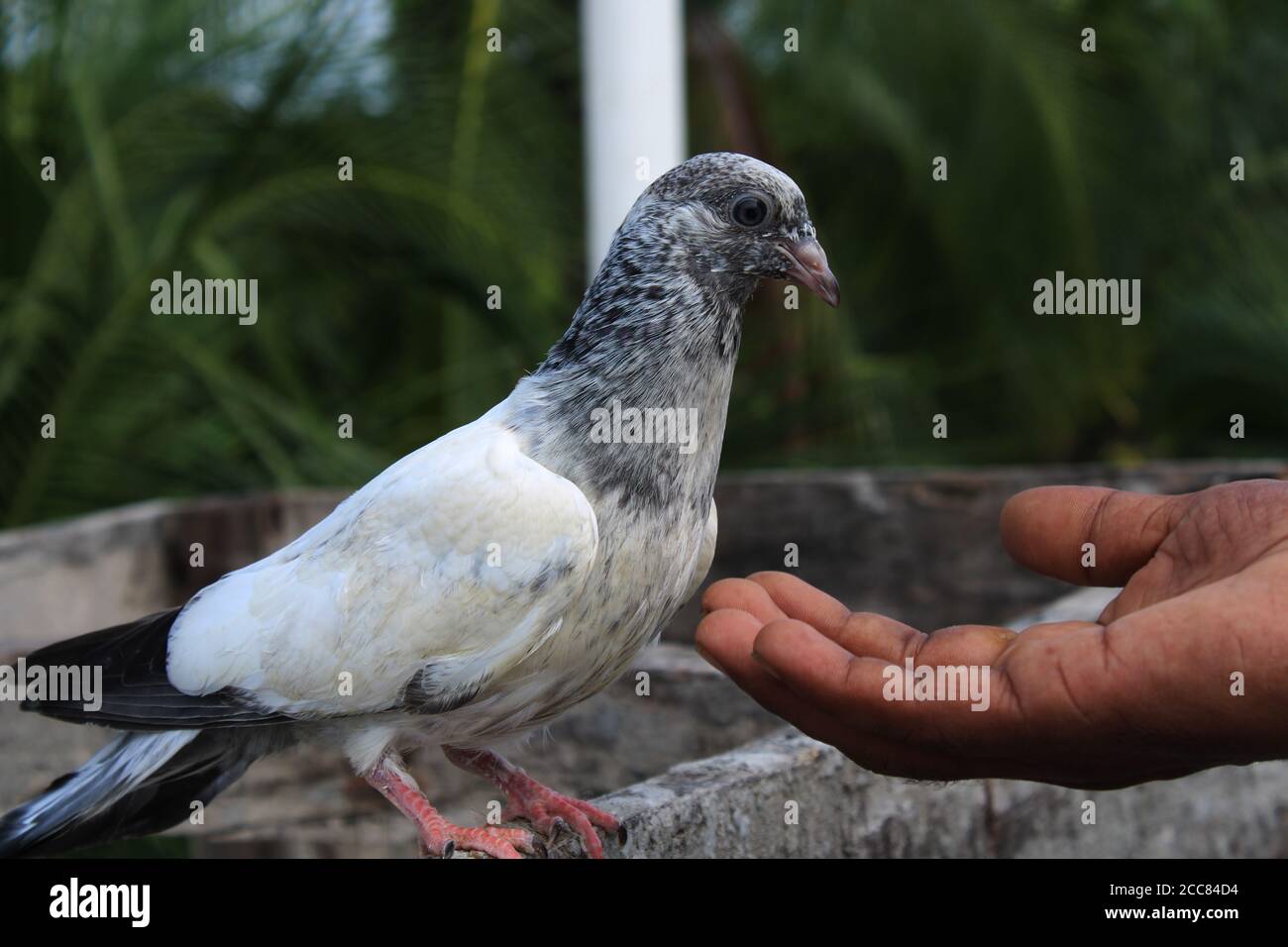 High flying pigeon bird on the hand closeup natural photograp[hy Stock ...
