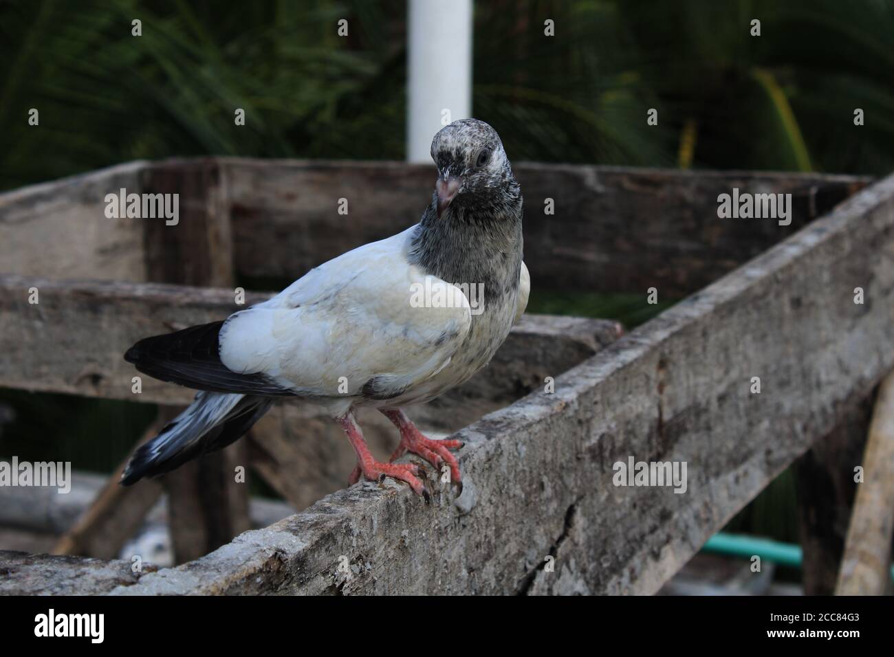 Flying pigeon hi-res stock photography and images - Alamy