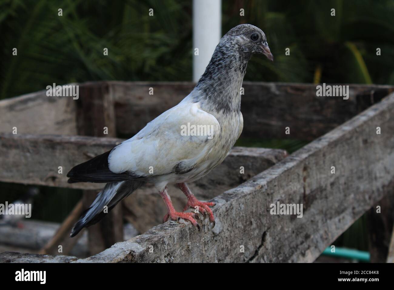 High flying pigeon bird on the hand closeup natural photograp[hy Stock ...