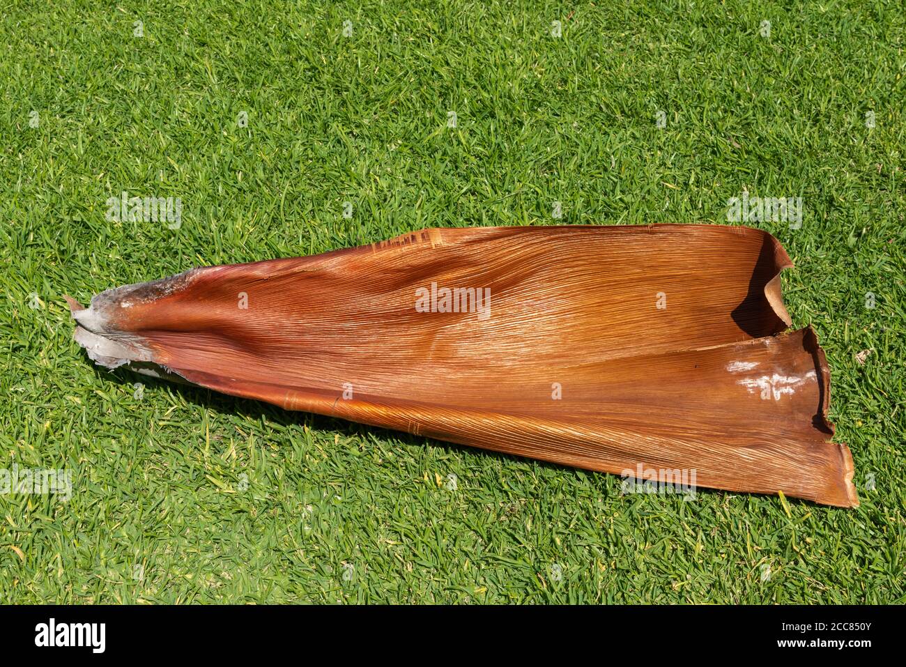 Palm frond texture hi-res stock photography and images - Alamy