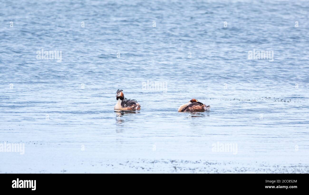 Two waterfowl birds Great Crested Grebes swim in the lake. The great ...