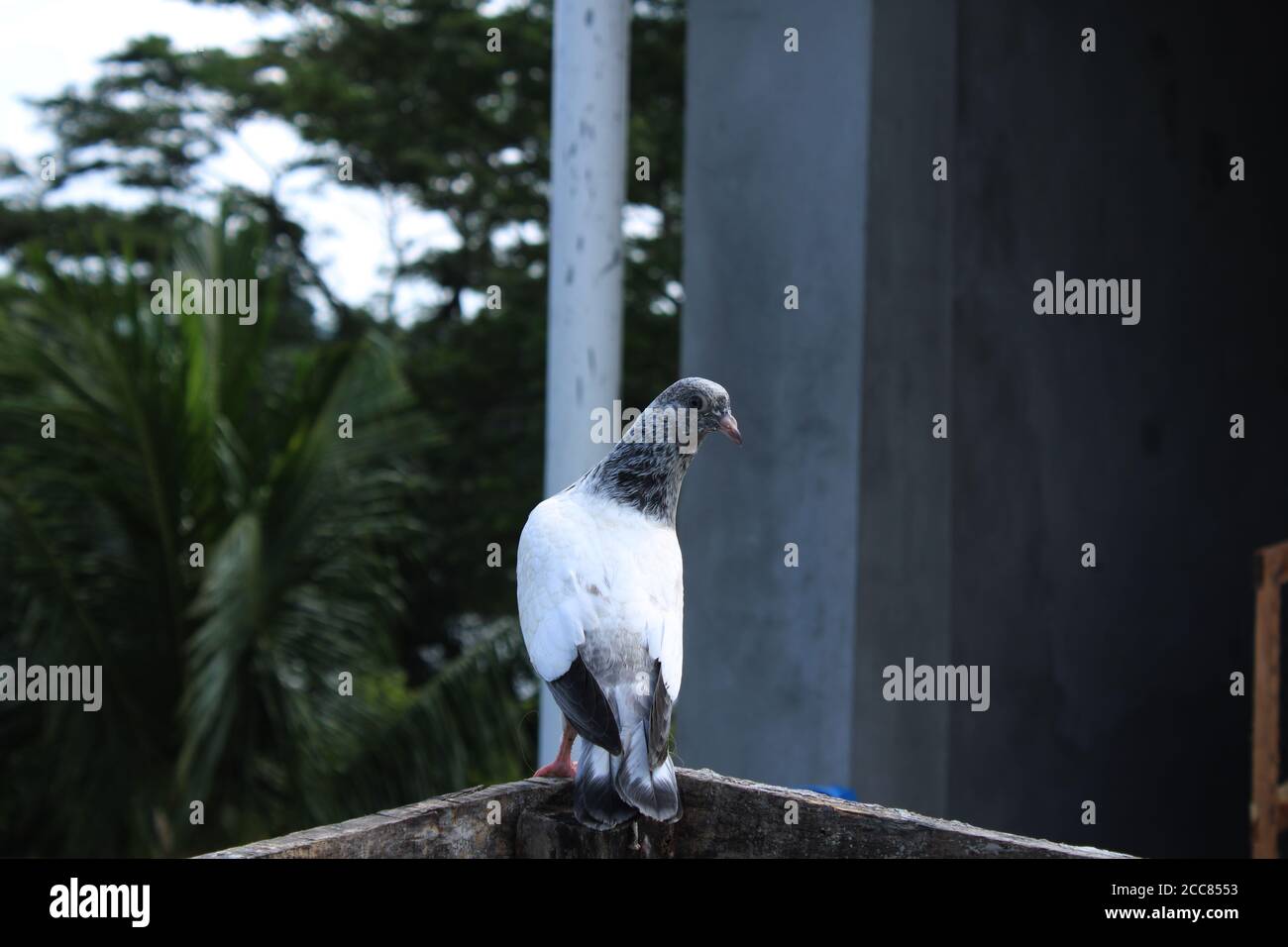 High flying pigeon bird on the hand closeup natural photograp[hy Stock ...