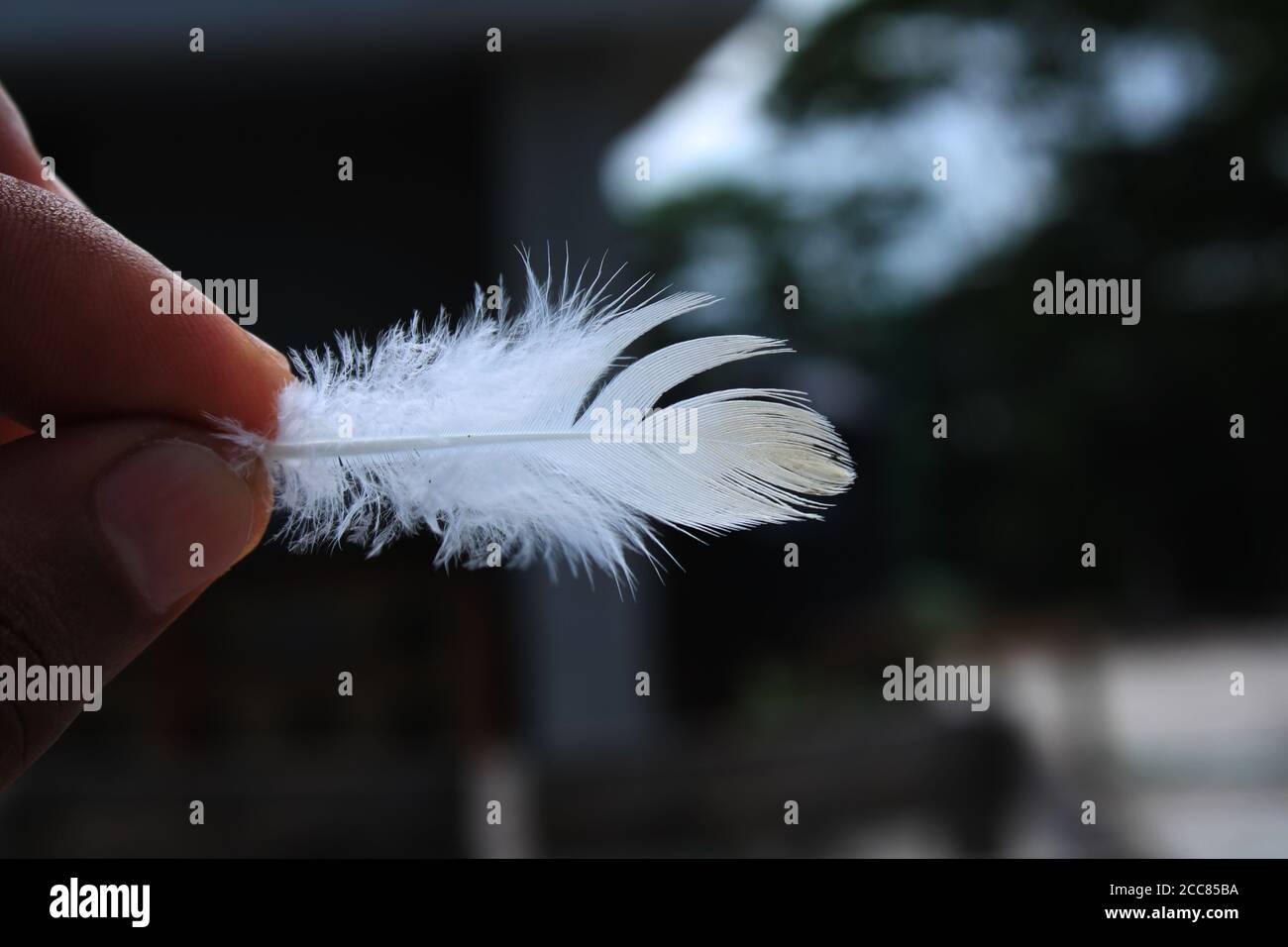 Pigeon bird fur with natural background photo capture Stock Photo - Alamy