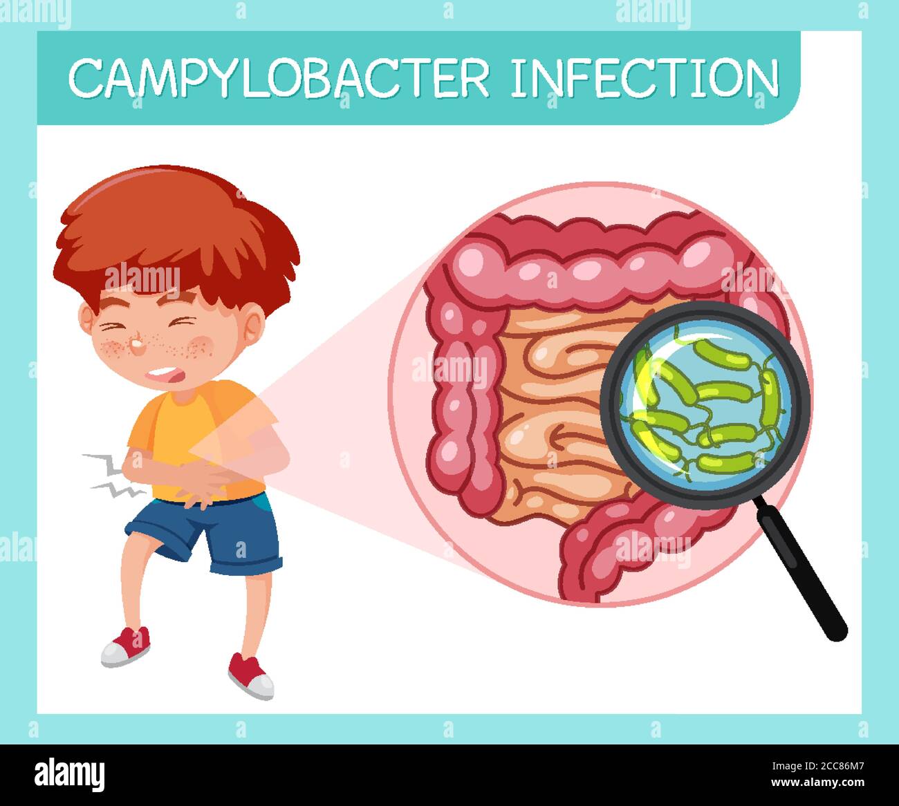 Campylobacter bacteria Stock Vector Images - Alamy
