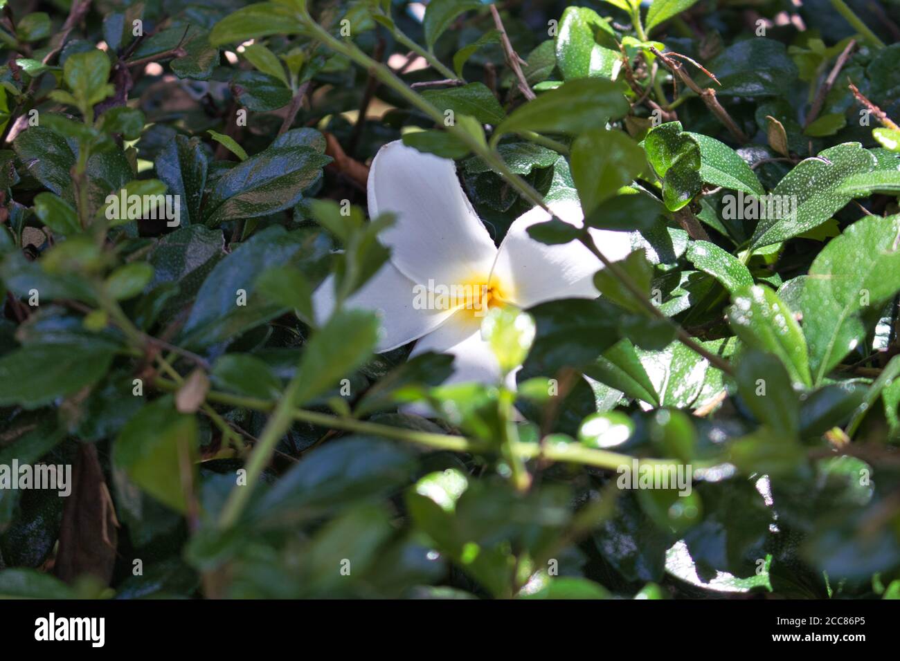 Jasmine hedge hi-res stock photography and images - Alamy