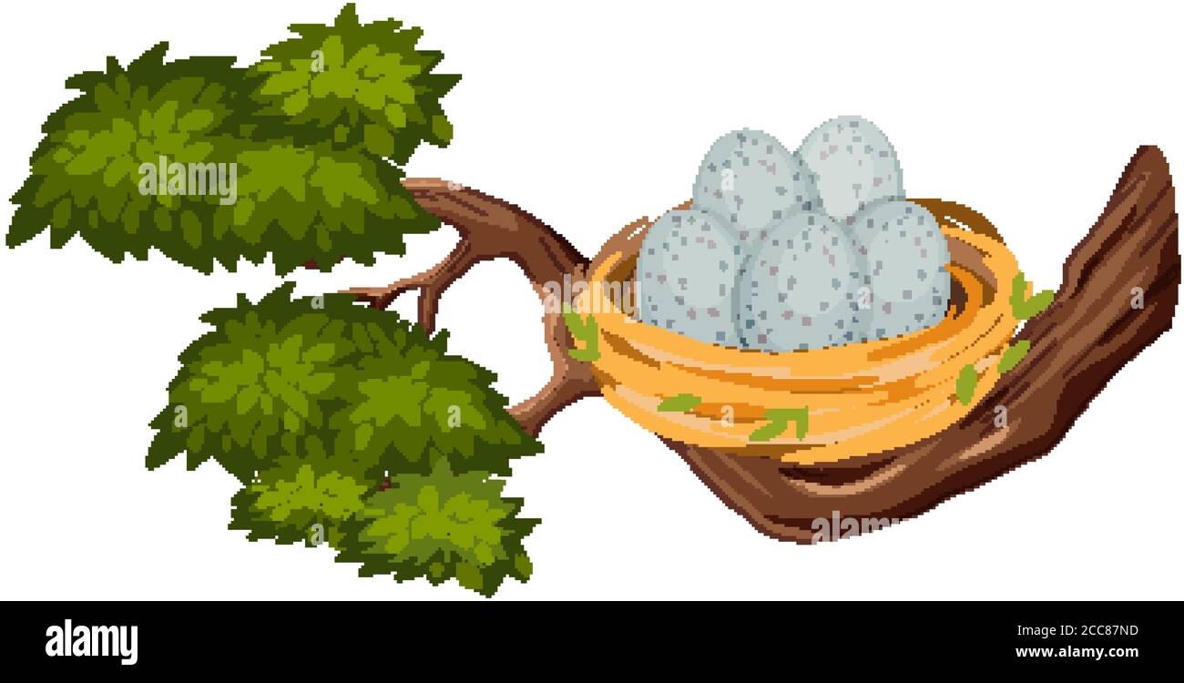 Eggs in the bird nest on tree branch illustration Stock Vector Image ...