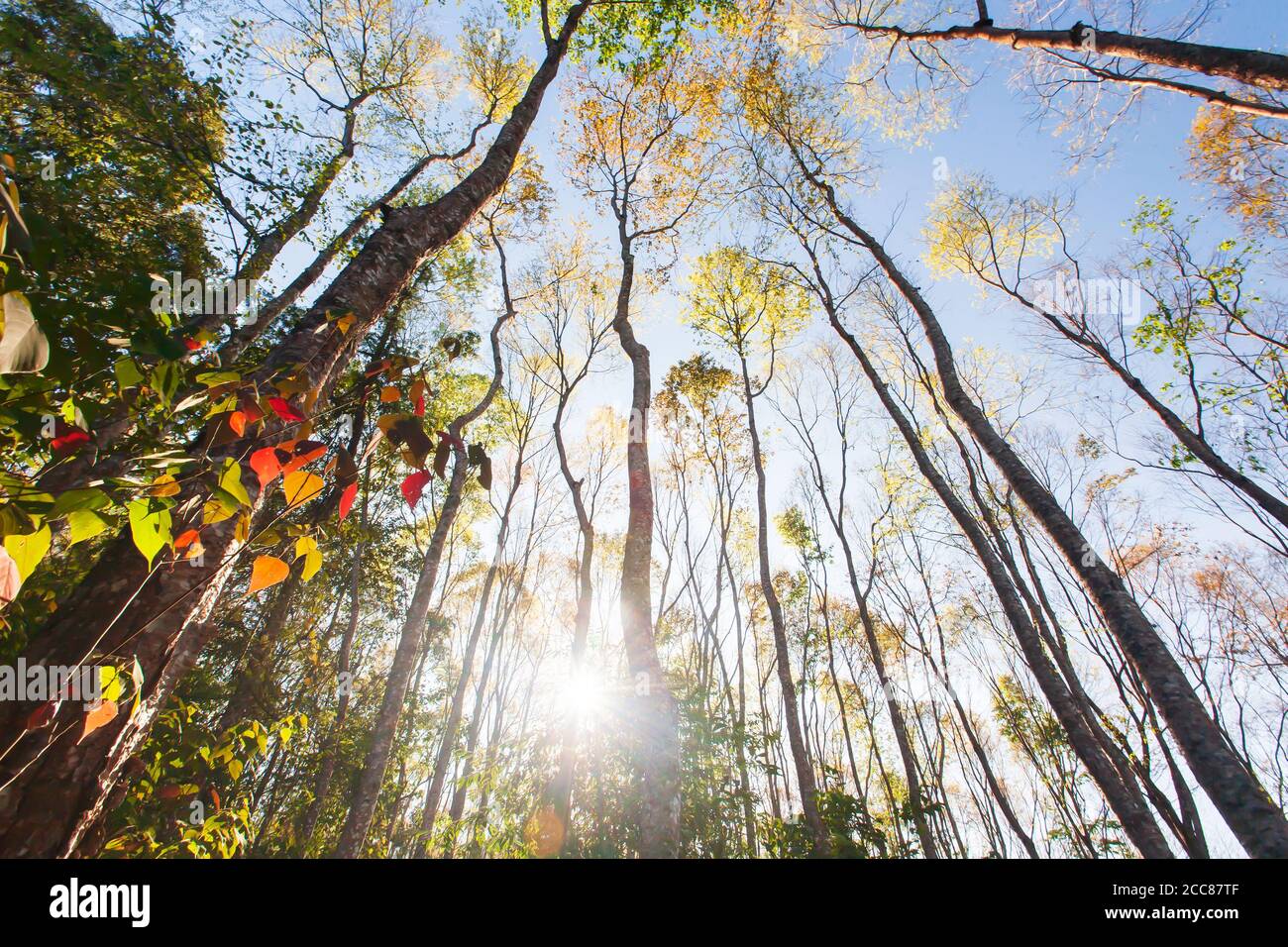 Colourful autumn forest at sunrise, sunbeam shines through branches and ...