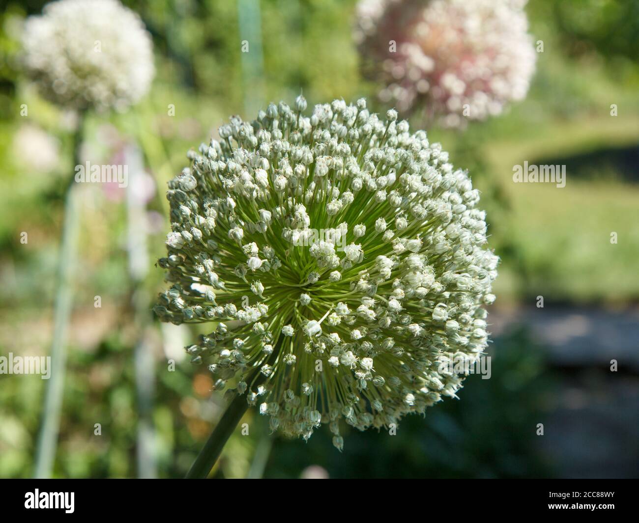 Arrow garlic hi-res stock photography and images - Alamy