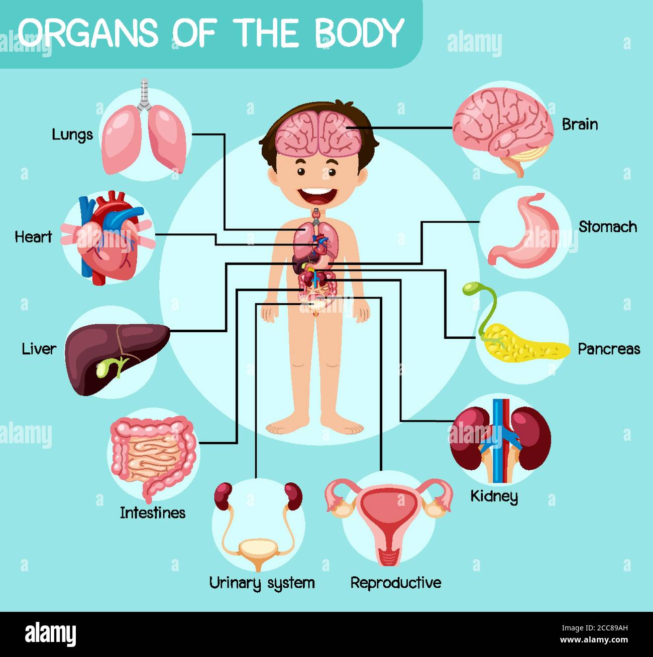 Human Body Clipart Organs
