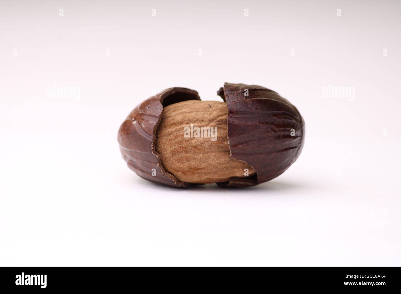 Nutmeg Shell High Resolution Stock Photography and Images - Alamy