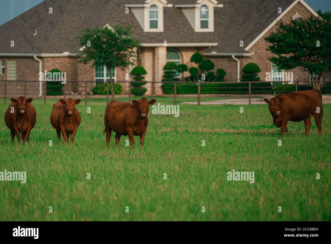 Modern farm cowshed. Milking cows. Cows eating lucerne hay. Fresh cows ...