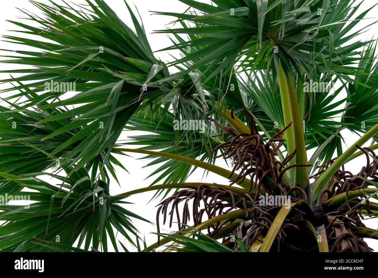 Sugar palm or tala palm (Borassus flabellifer) tree and green leaves ...