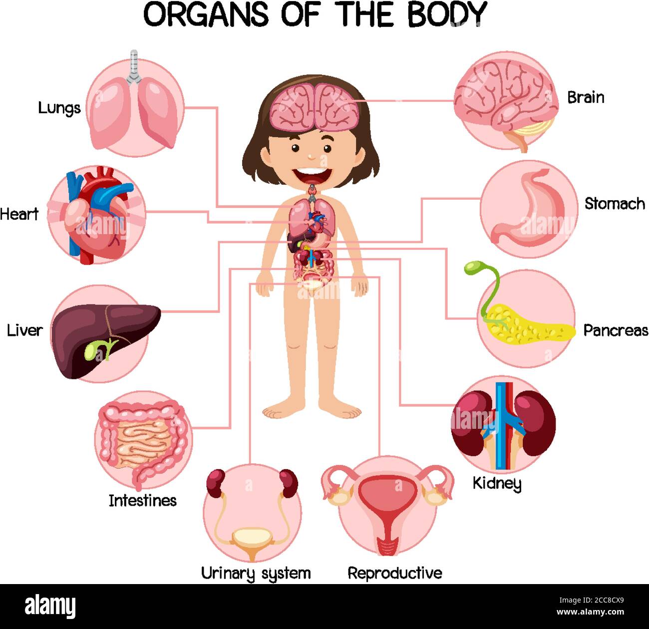 Urinary clipart hi-res stock photography and images - Alamy