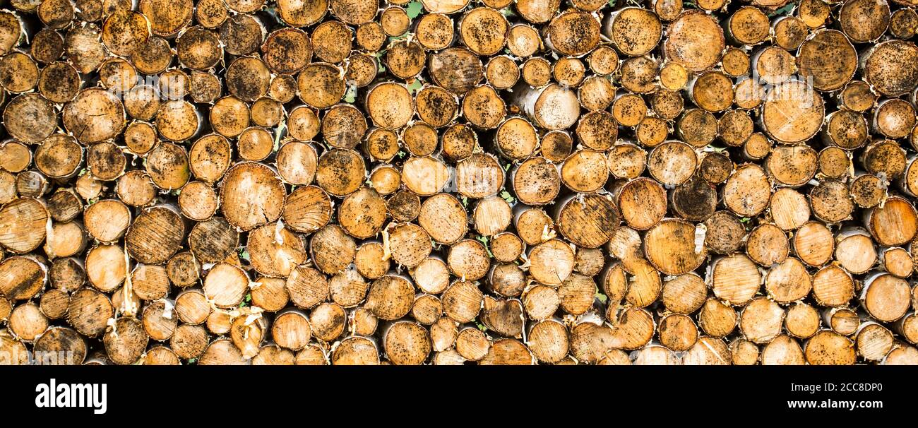 Tree stumps background. Pieces of teak wood stump background. Round ...