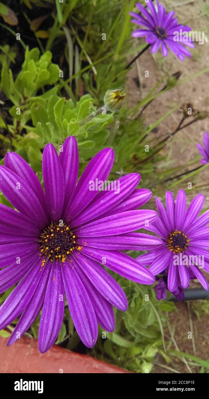 Vertical shot of Dimorphotheca Ecklonis flowers Stock Photo - Alamy