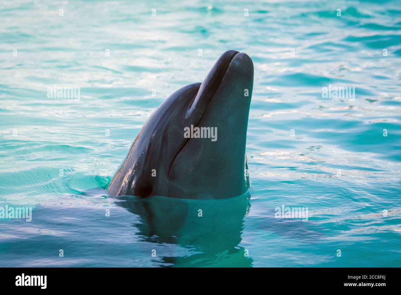 Dolphin eye close up hi-res stock photography and images - Alamy
