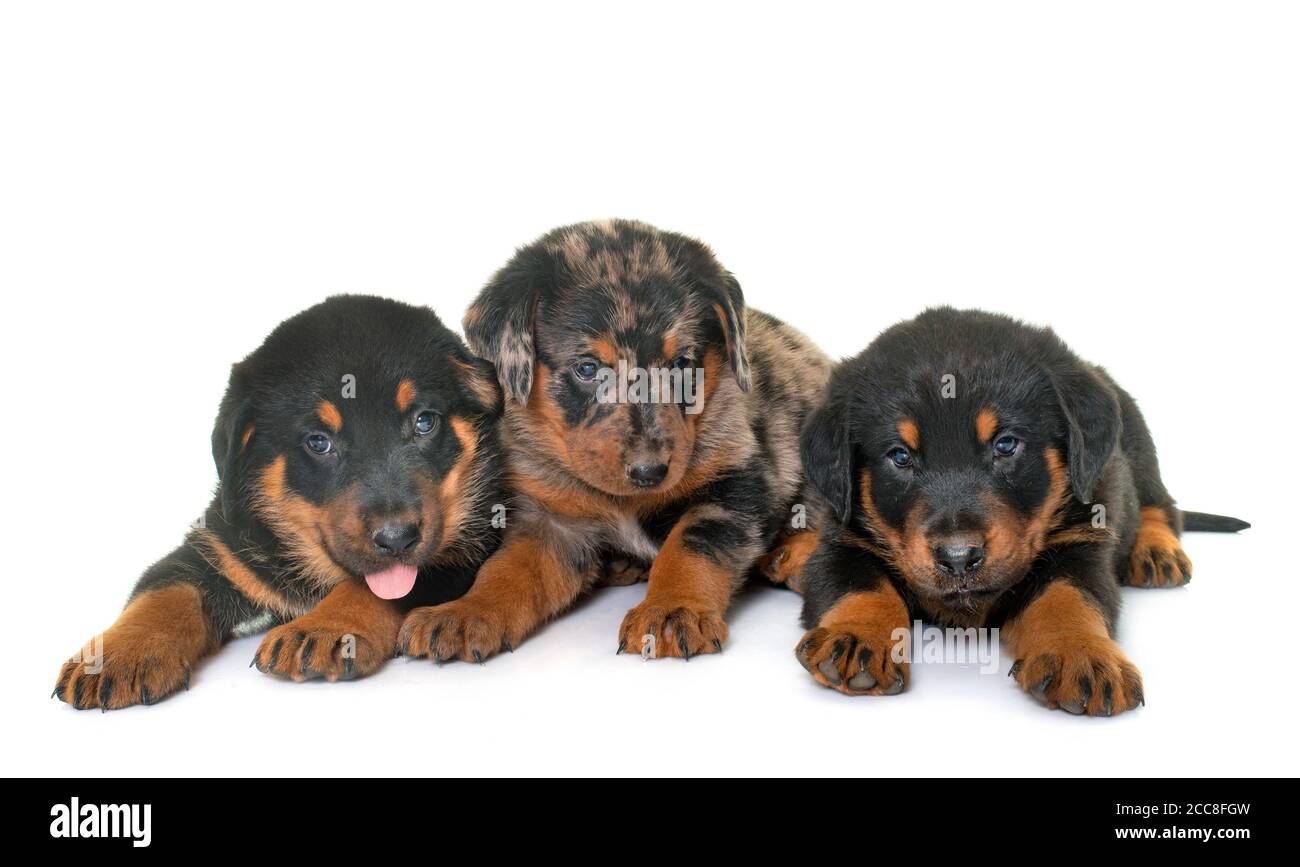 beauceron puppies in front of white background Stock Photo - Alamy