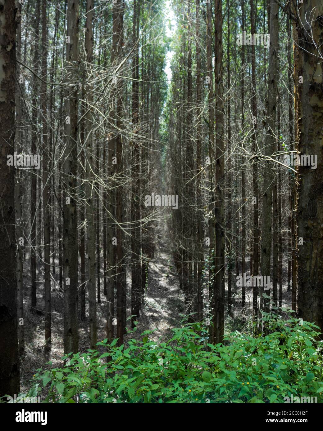 Vertical shot of a dense tree plantation with long slender trees Stock ...