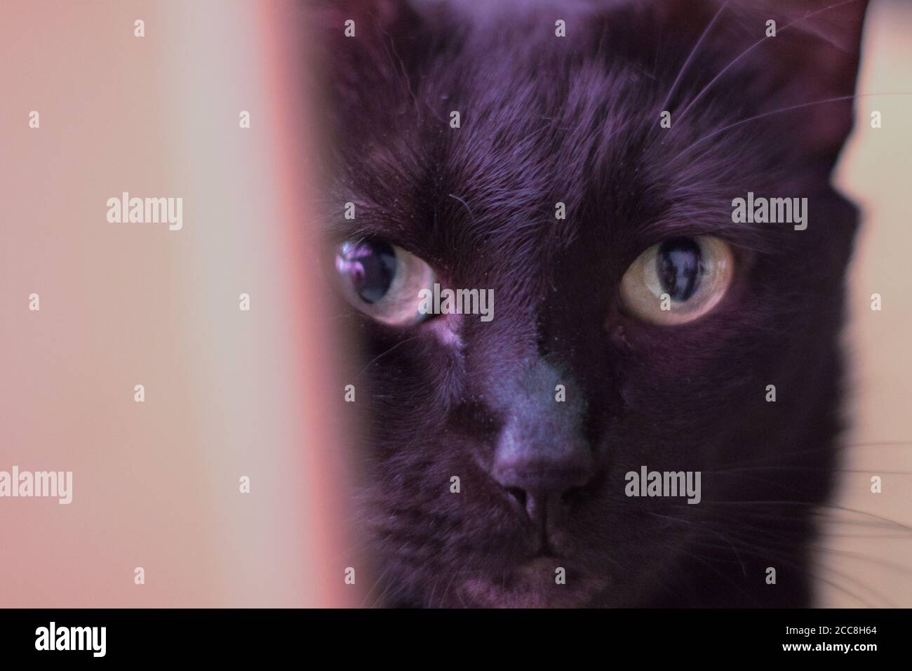 Selective focus of a black cat's face looking straight into the camera ...