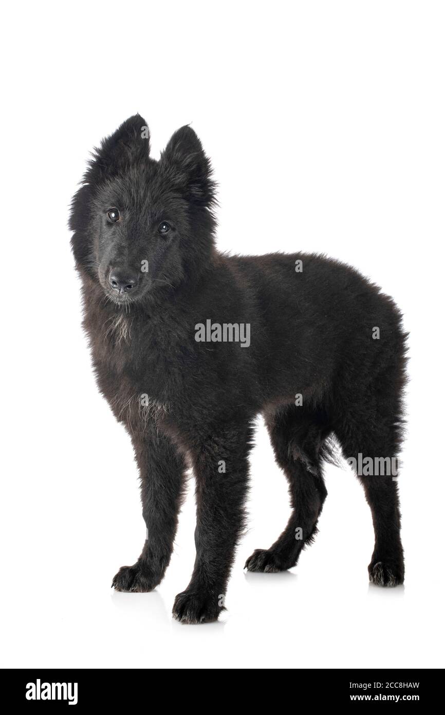 puppy Groenendael dog in front of white background Stock Photo - Alamy