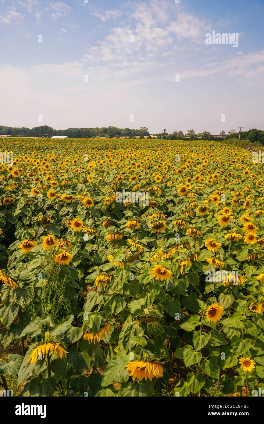 Local sun flower farm visit during the peak of summer Stock Photo - Alamy