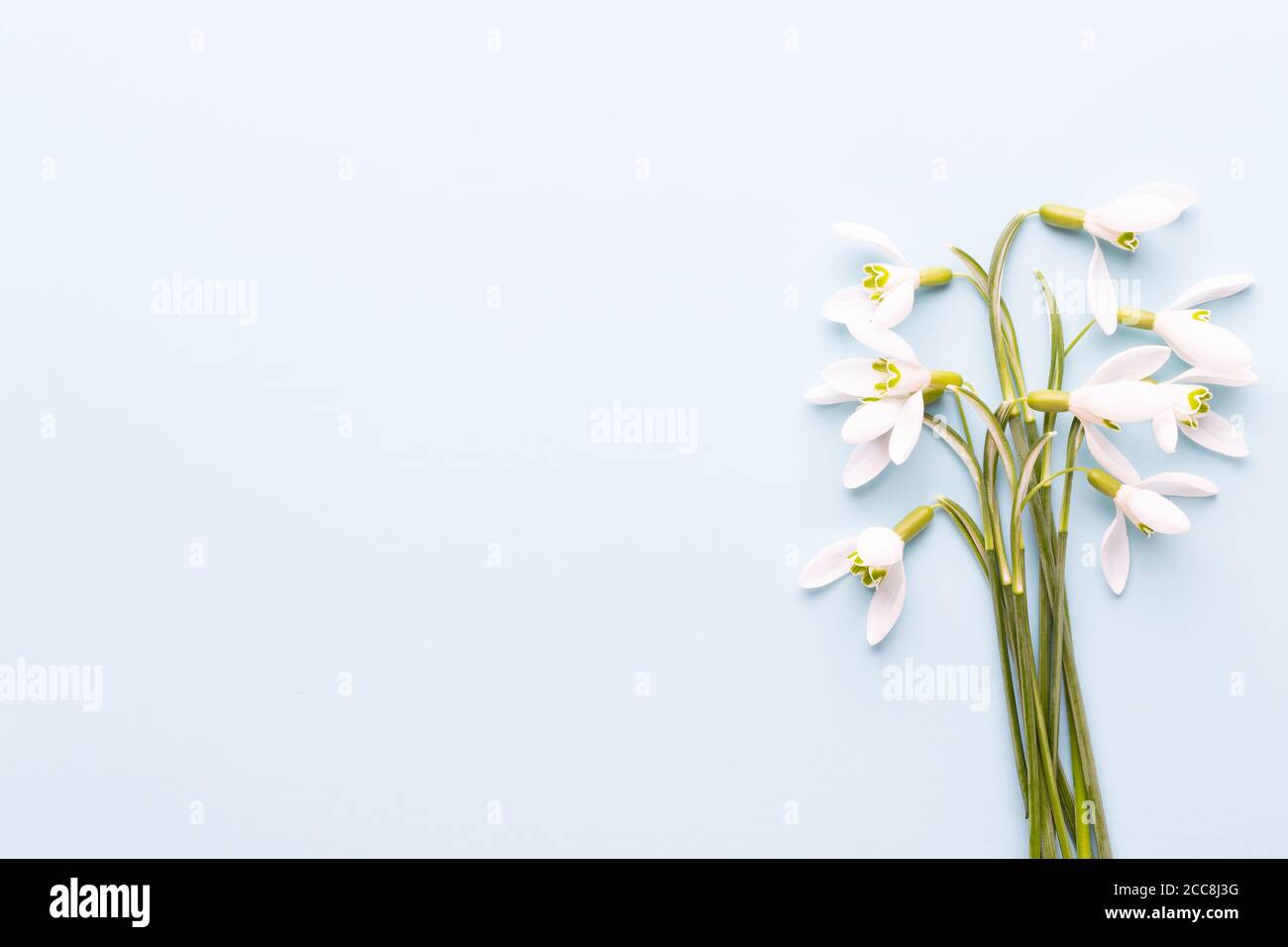 Fresh snowdrops on blue background with place for text. Spring greeting ...