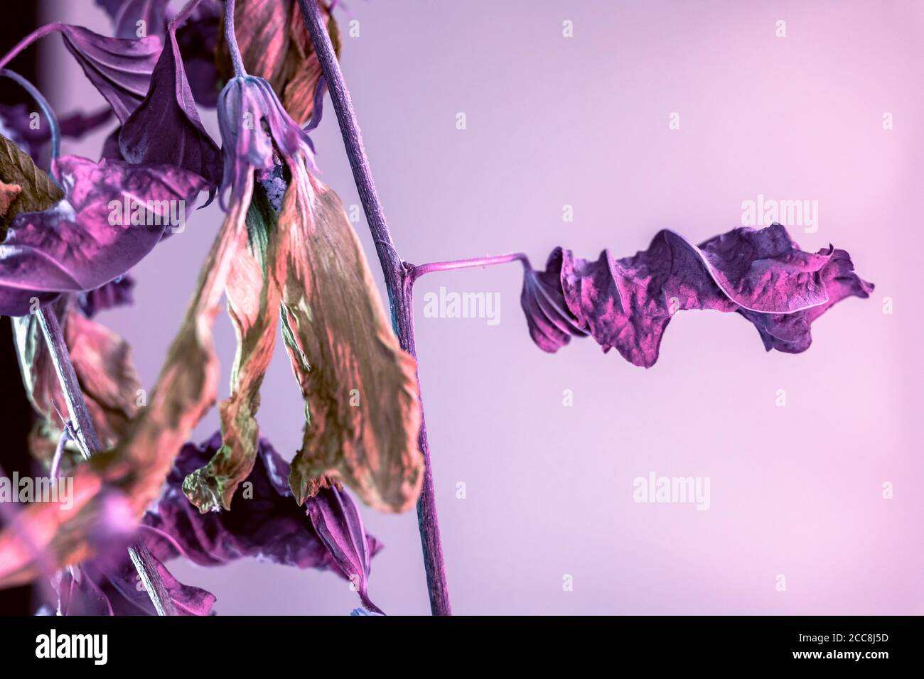 Close up faded flowers in the color light. Beautiful plant minimal in ...