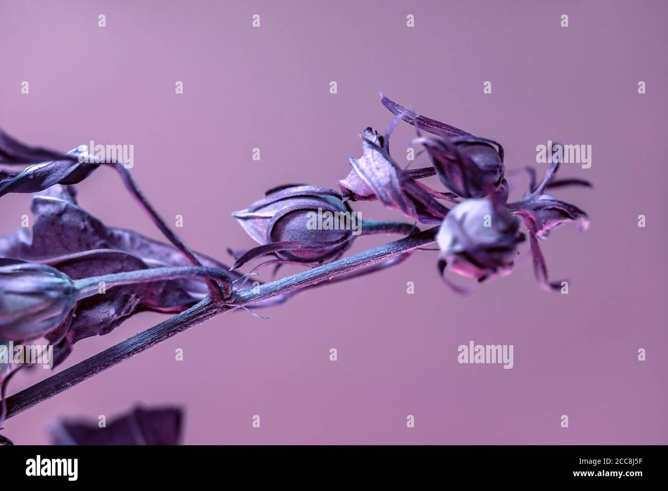 Close up faded flowers in the color light. Beautiful plant minimal in ...