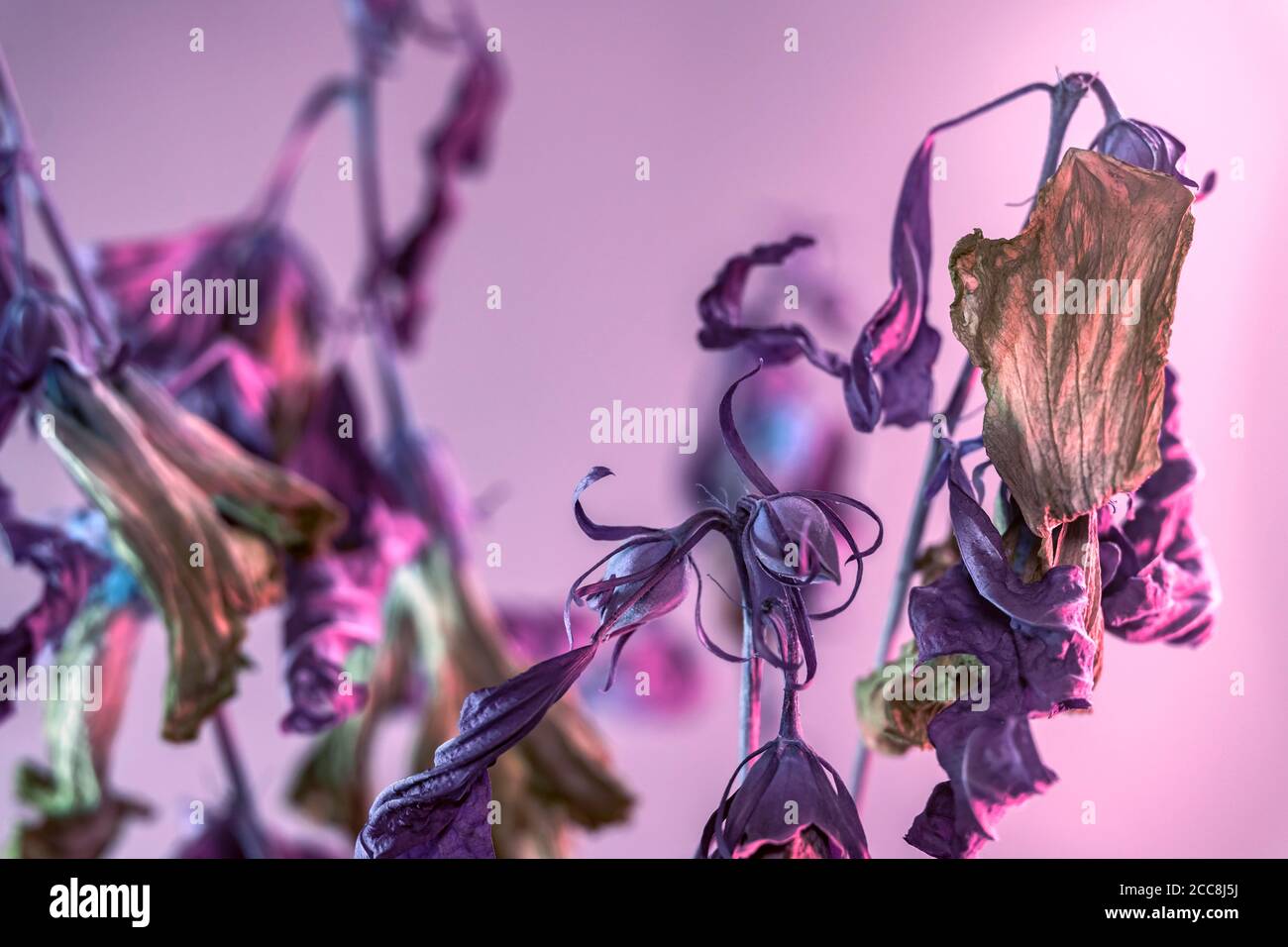 Close up faded flowers in the color light. Beautiful plant minimal in ...