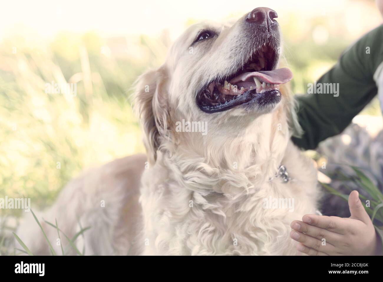 small owner caress with love his dog Stock Photo - Alamy