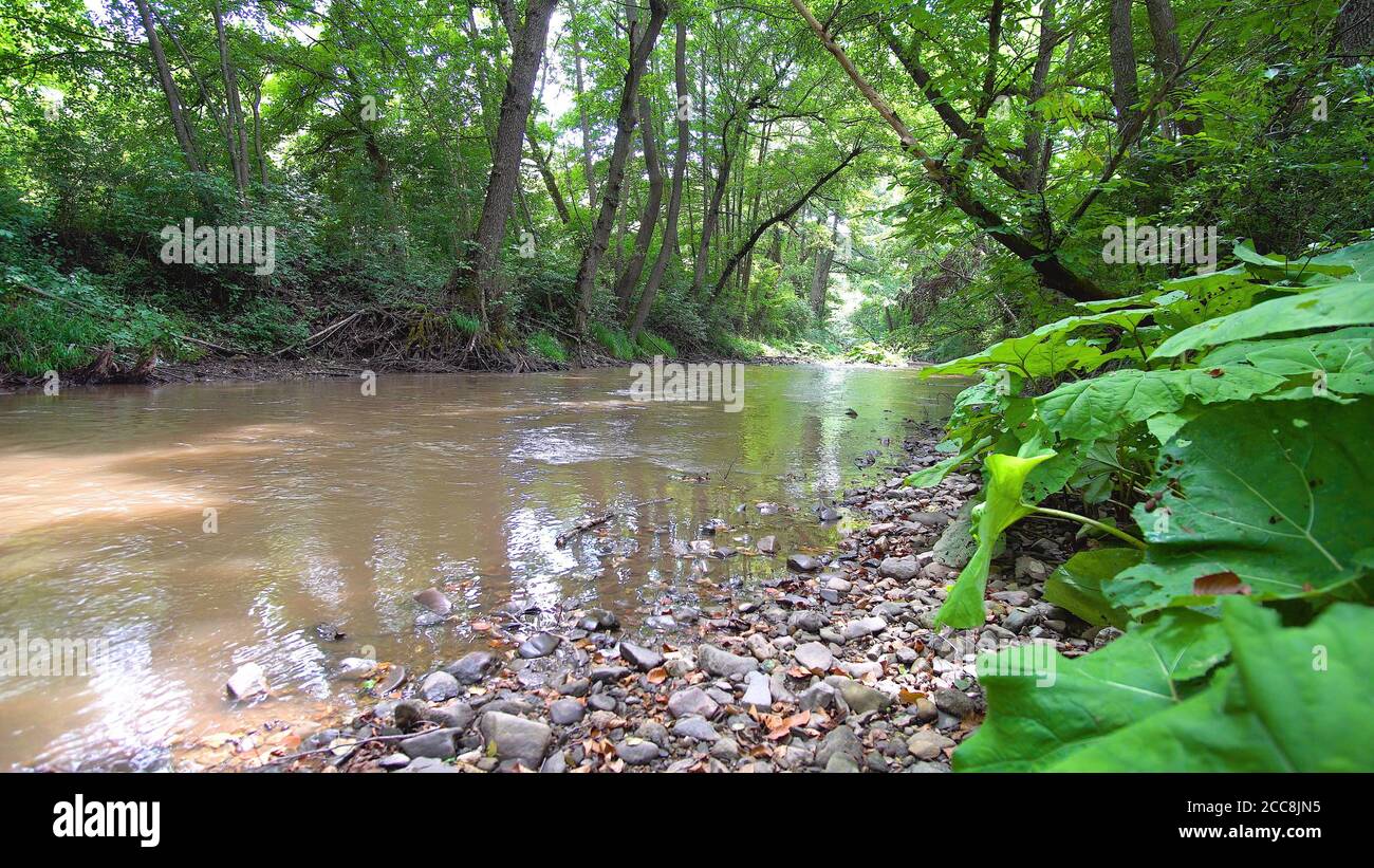 View of a dirty water river in a forest Stock Photo - Alamy