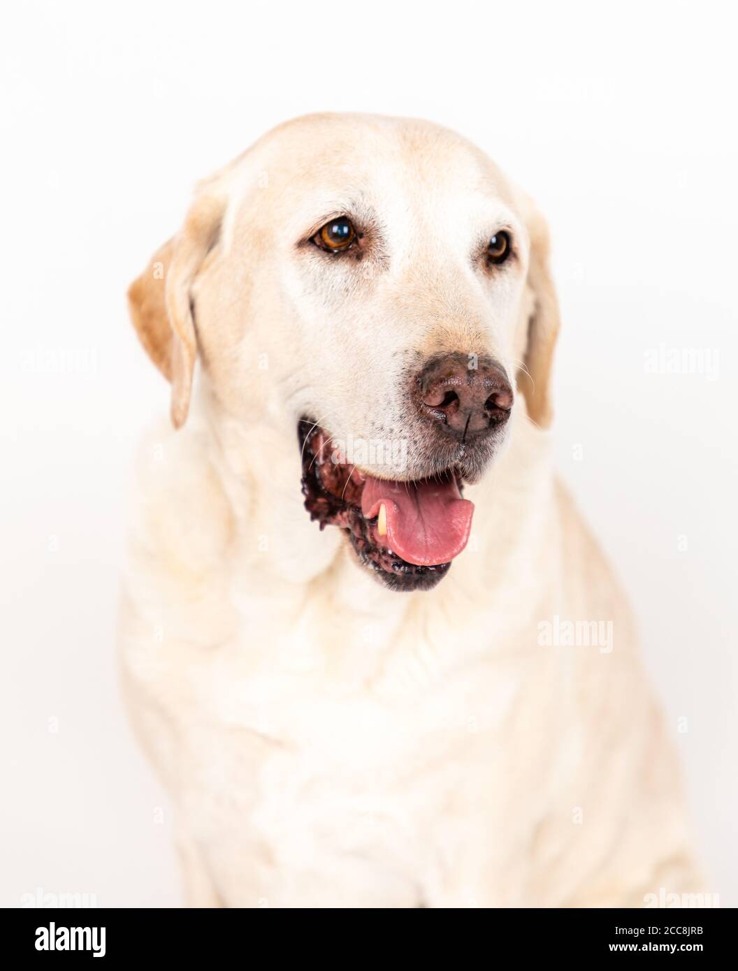 Closeup portrait of a cute white labrador dog isolated on a white ...