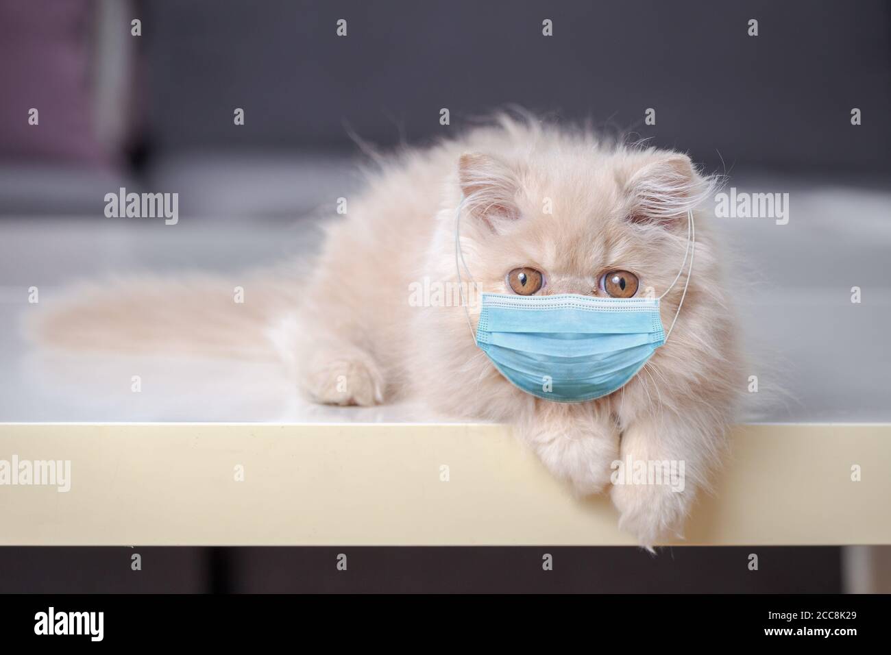 Cute Persian kitten, wearing a face mask for protection against Covid ...
