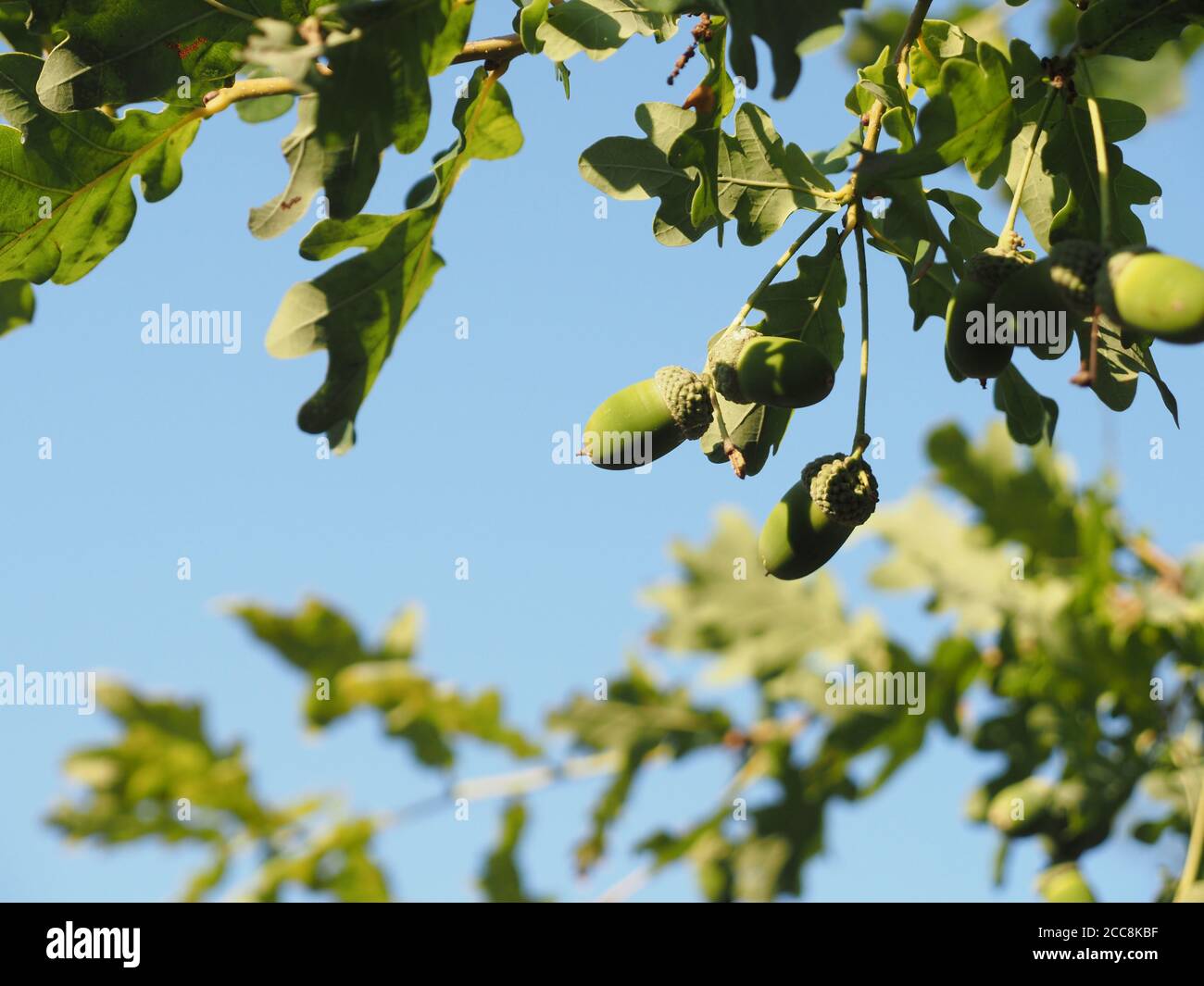 oak tree with young acorns in front of a blue sky, growth concept Stock ...