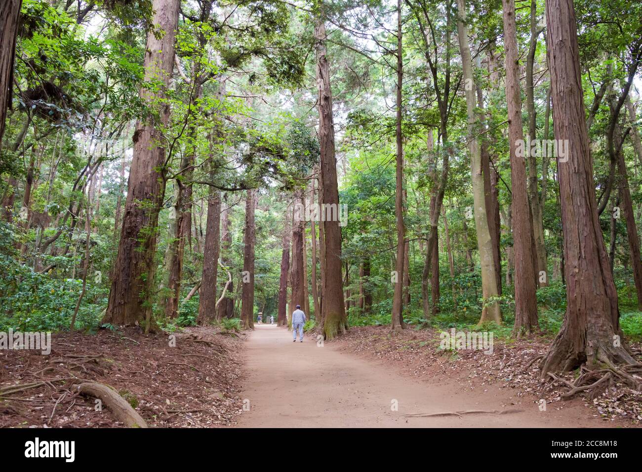 Approach to Kashima Shrine (Kashima jingu Shrine) in Kashima, Ibaraki ...