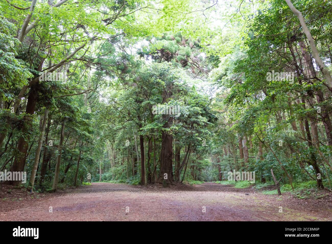 Approach to Kashima Shrine (Kashima jingu Shrine) in Kashima, Ibaraki ...