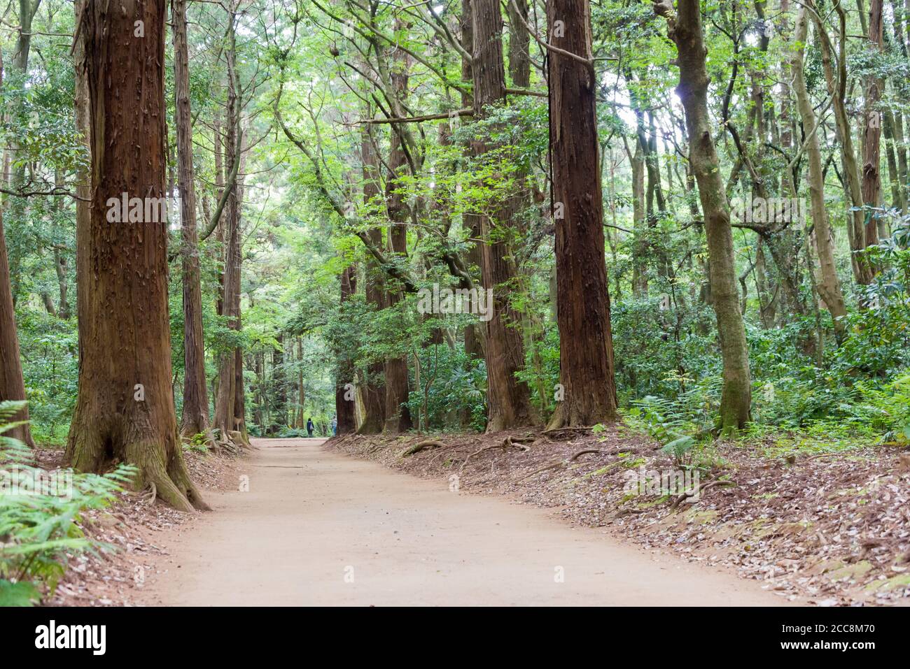 Approach to Kashima Shrine (Kashima jingu Shrine) in Kashima, Ibaraki ...