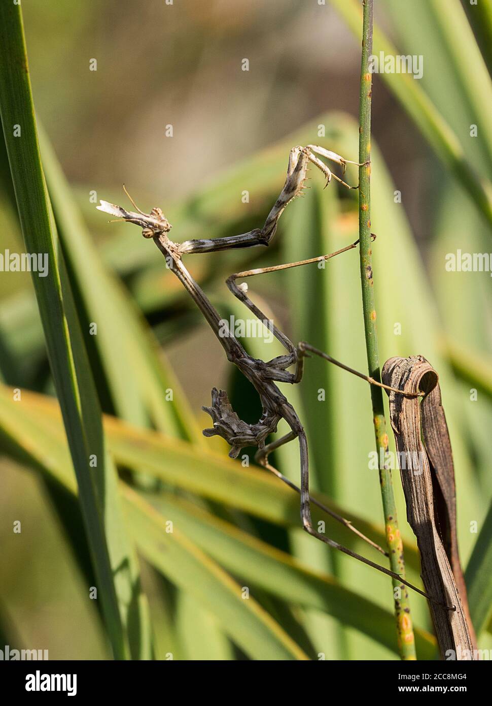 Conehead mantis hi-res stock photography and images - Alamy