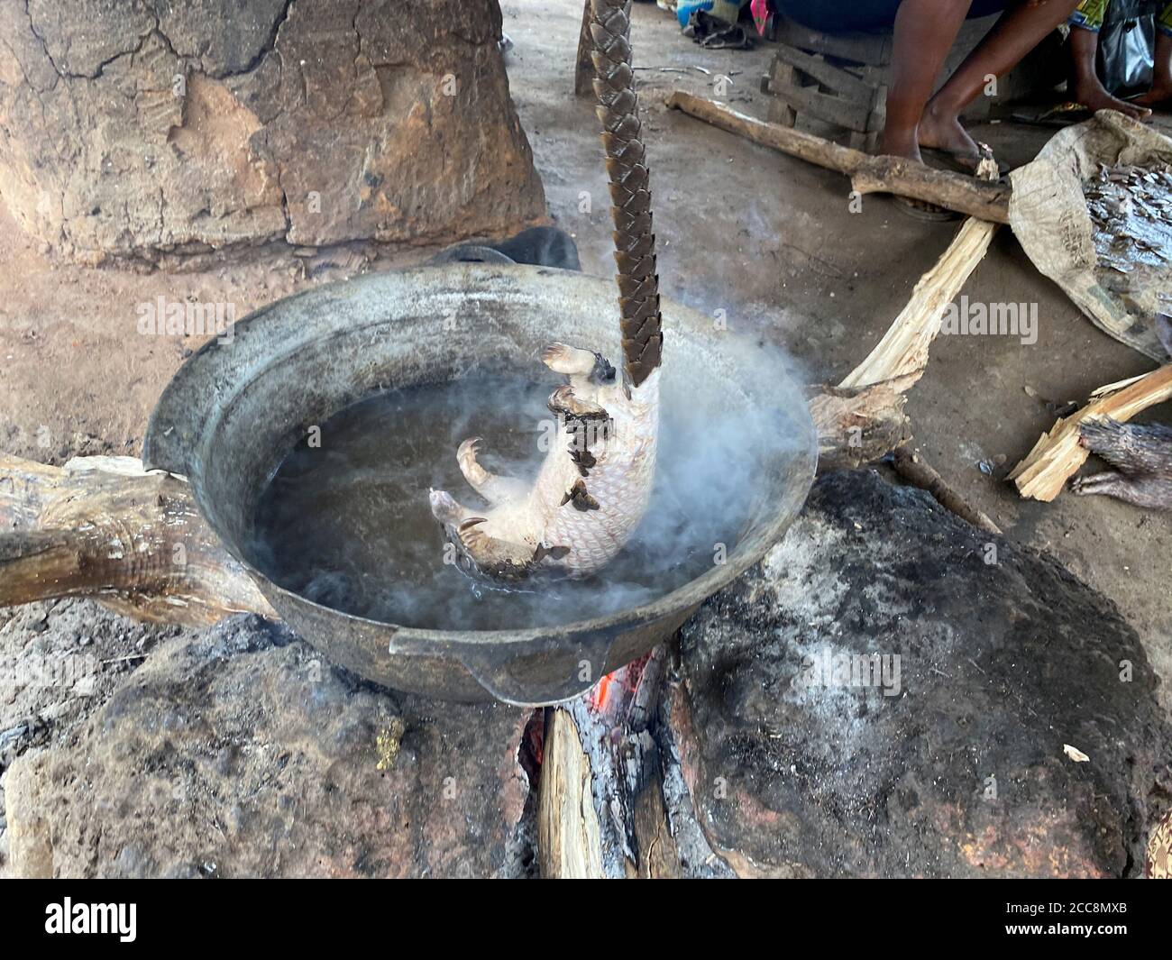 Pangolin scales africa hi-res stock photography and images - Alamy