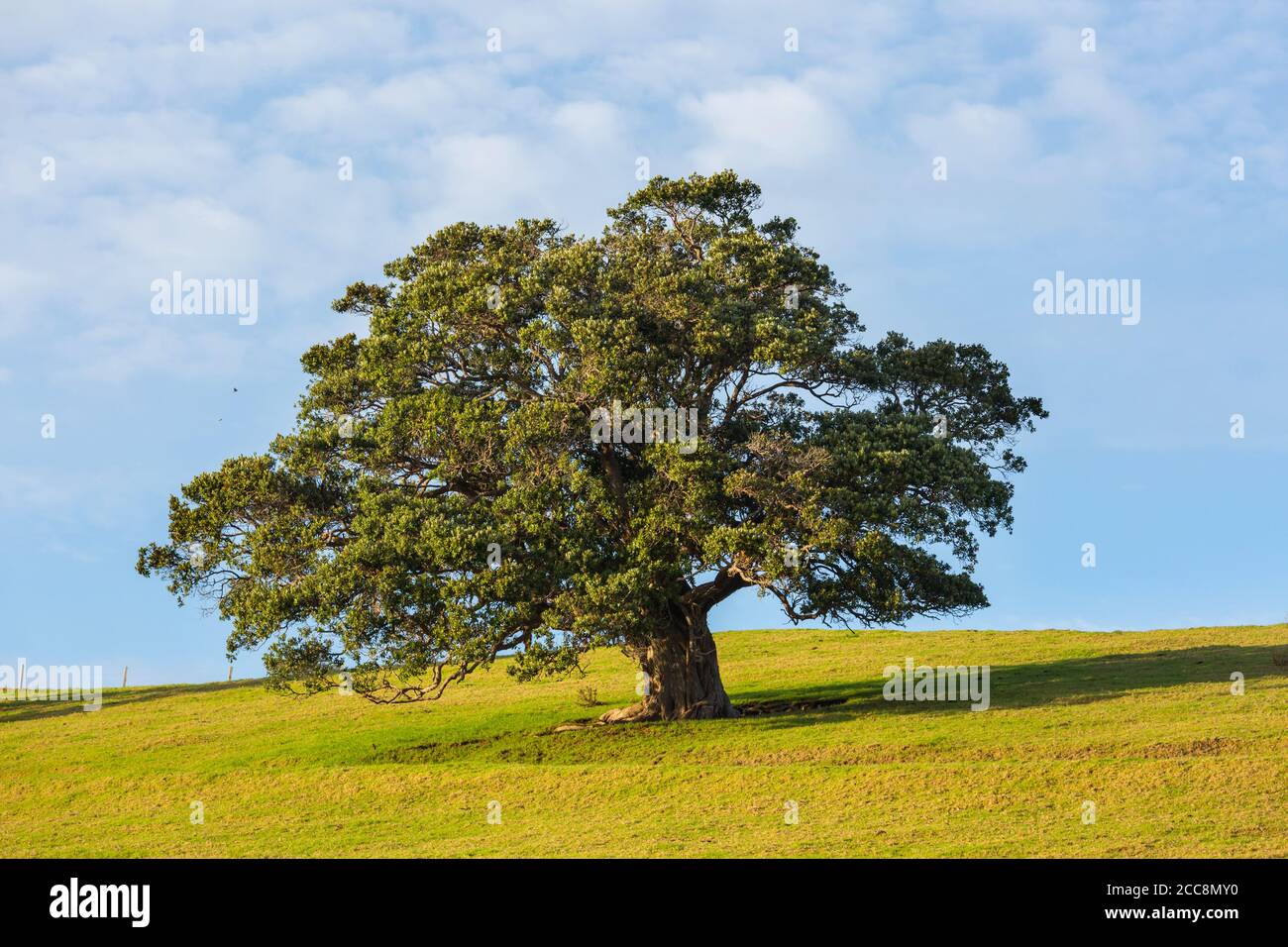 Alone tree in green field Stock Photo - Alamy