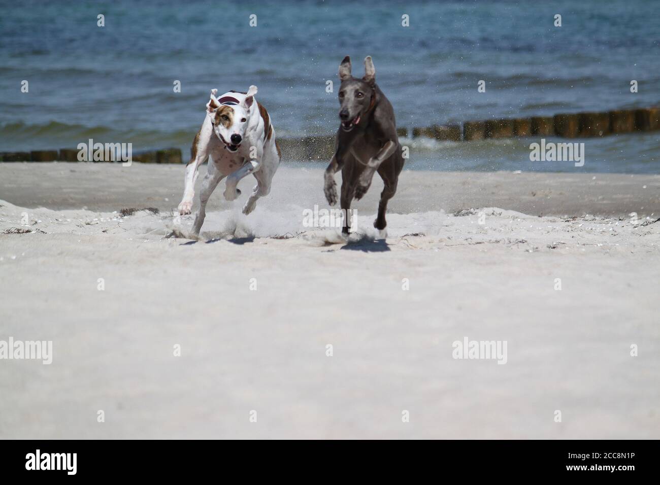 Two greyhounds playing on the beach hi-res stock photography and images ...